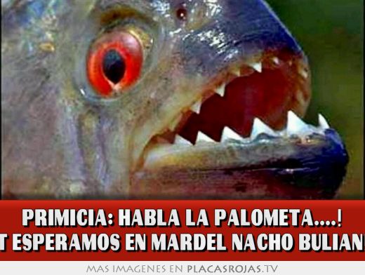 Primicia: habla la palometa....! T esperamos en Mardel Nacho Bulian ...