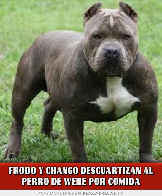 Frodo y chango descuartizan al perro de were por comida - Placas Rojas TV