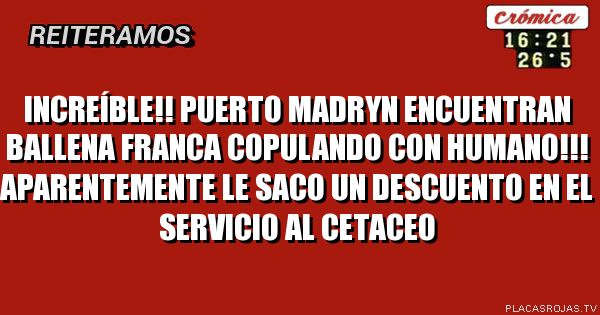 Increíble!! Puerto Madryn Encuentran ballena franca copulando con ...