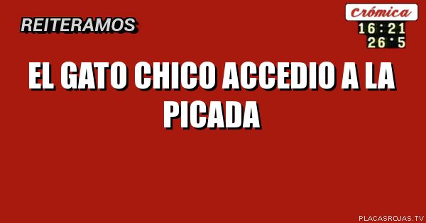 El gato chico accedio a la picada - Placas Rojas TV