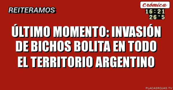 Último momento: Invasión de bichos bolita en todo el territorio ...